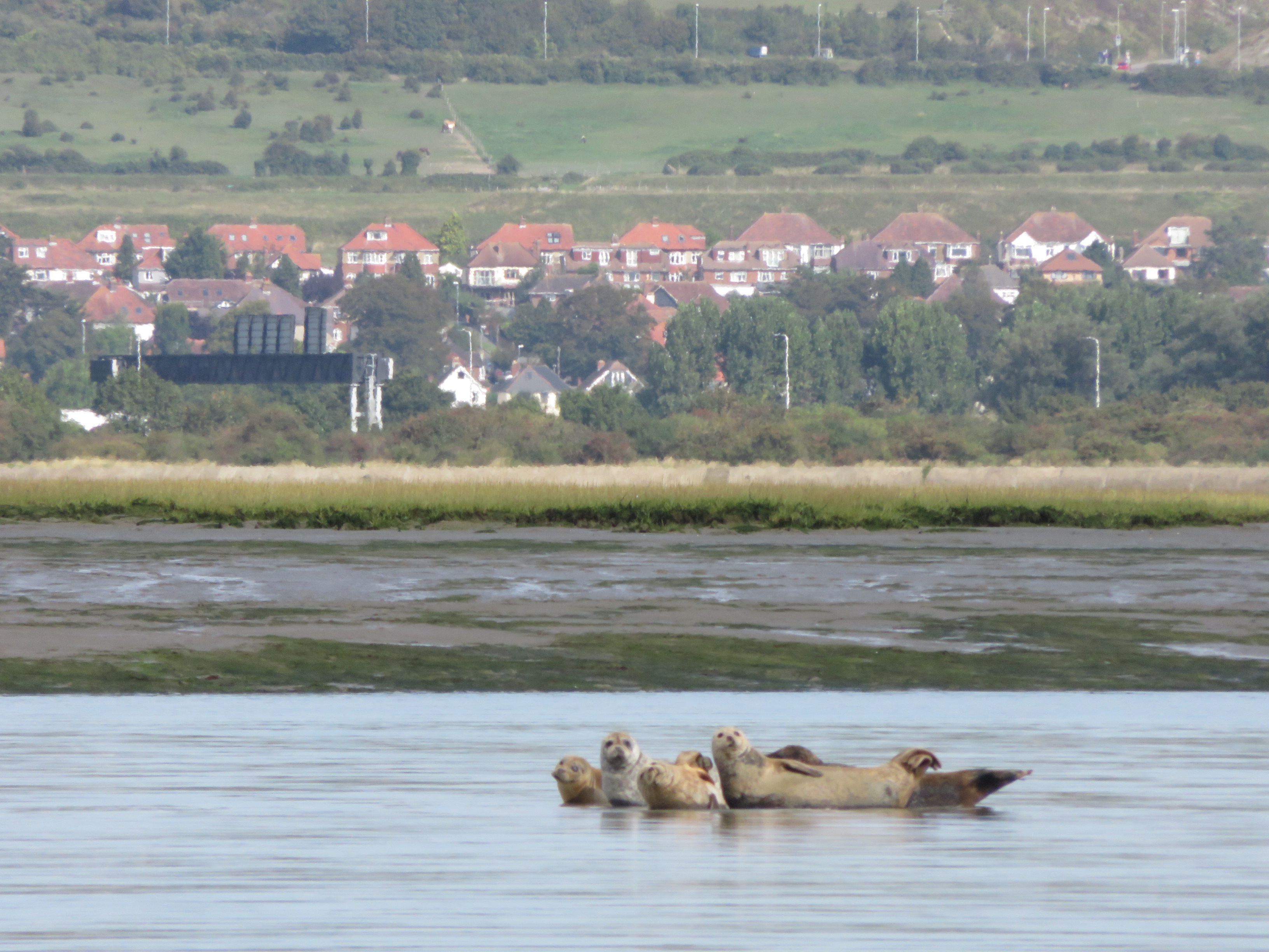 Seal Ecology | Dr Sarah Marley